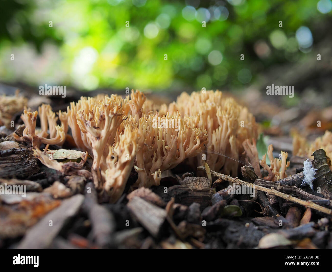 Upright Coral Fungus, Ramaria stricta, growing in woodland, autumn, UK ...