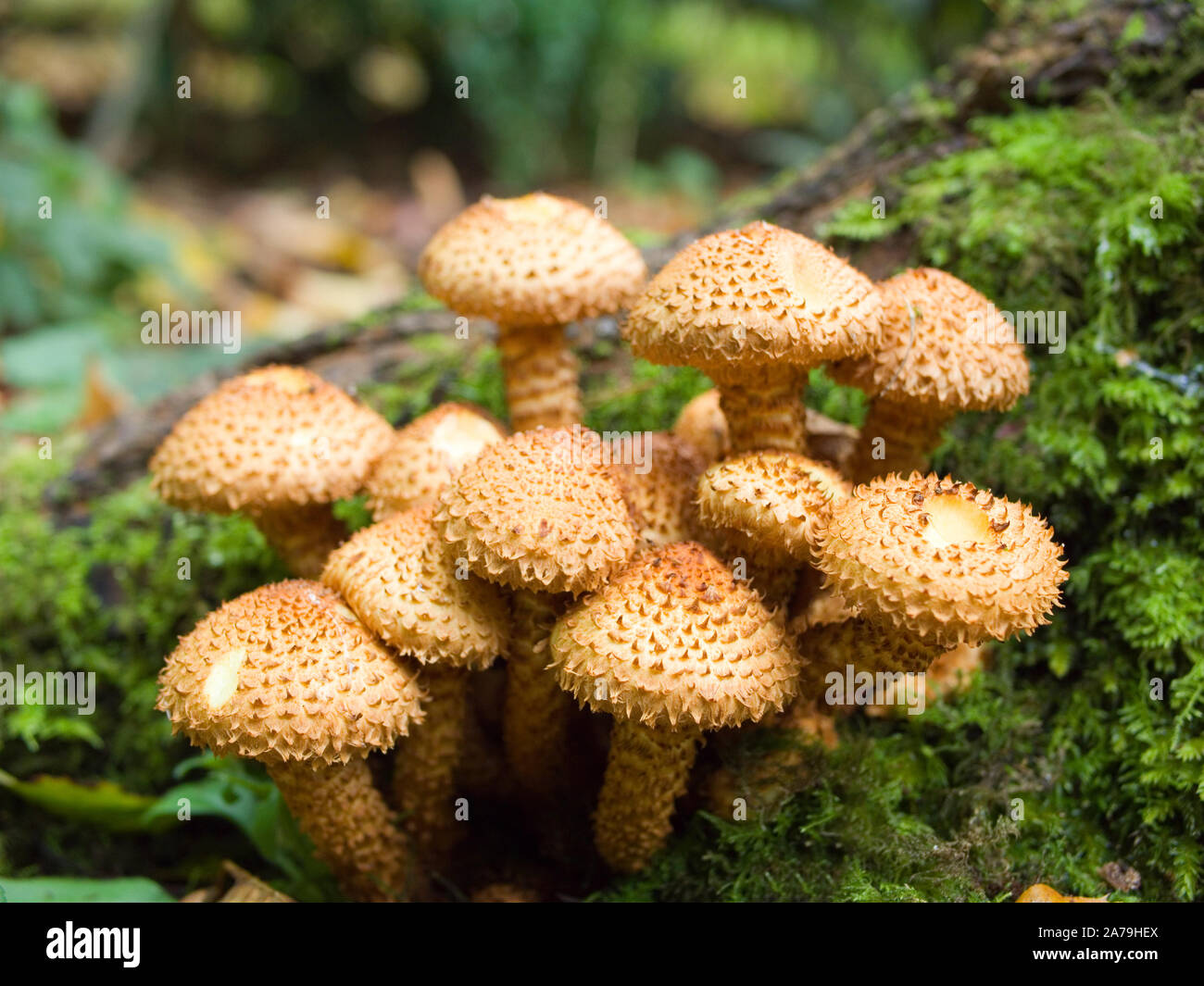 Scaly Cluster Fungus High Resolution Stock Photography and Images - Alamy