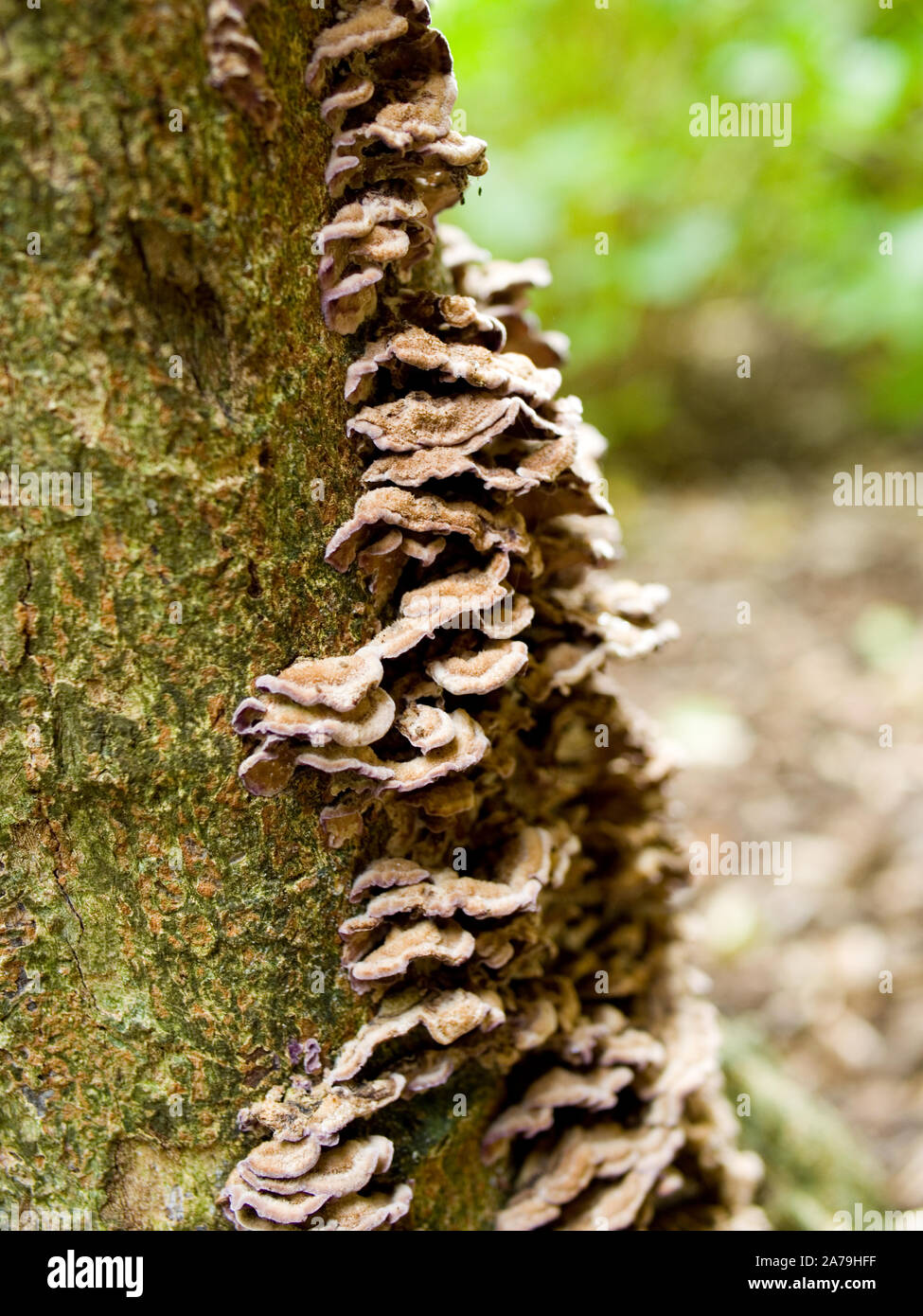 Turkey Tail Fungus Trametes Versicolor High Resolution Stock ...