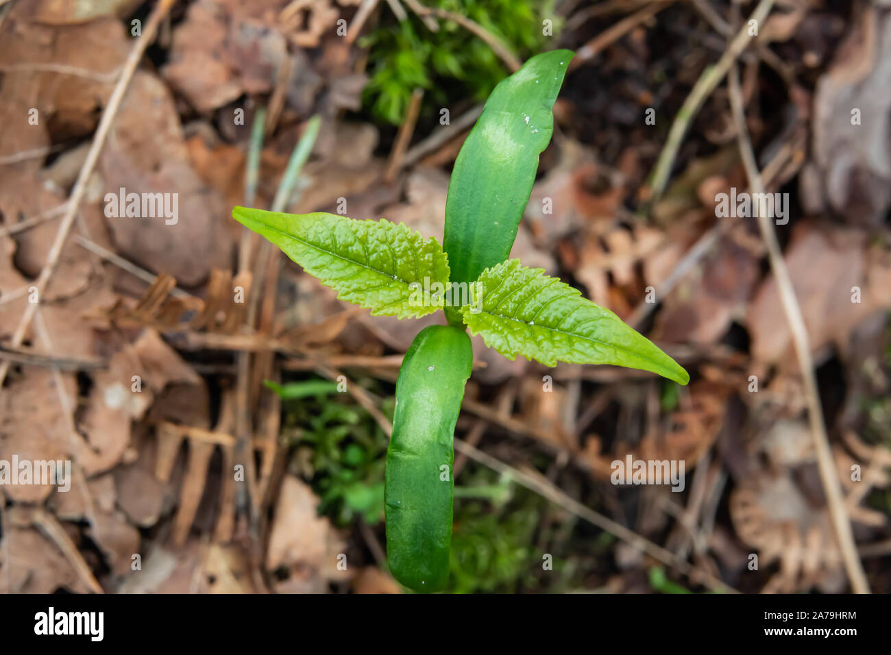 Maple Seedling Sprouting in Springtime Stock Photo - Alamy