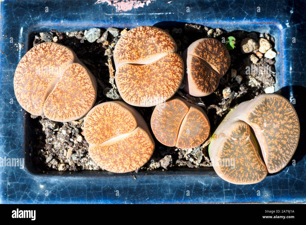 Lithops hi-res stock photography and images - Alamy