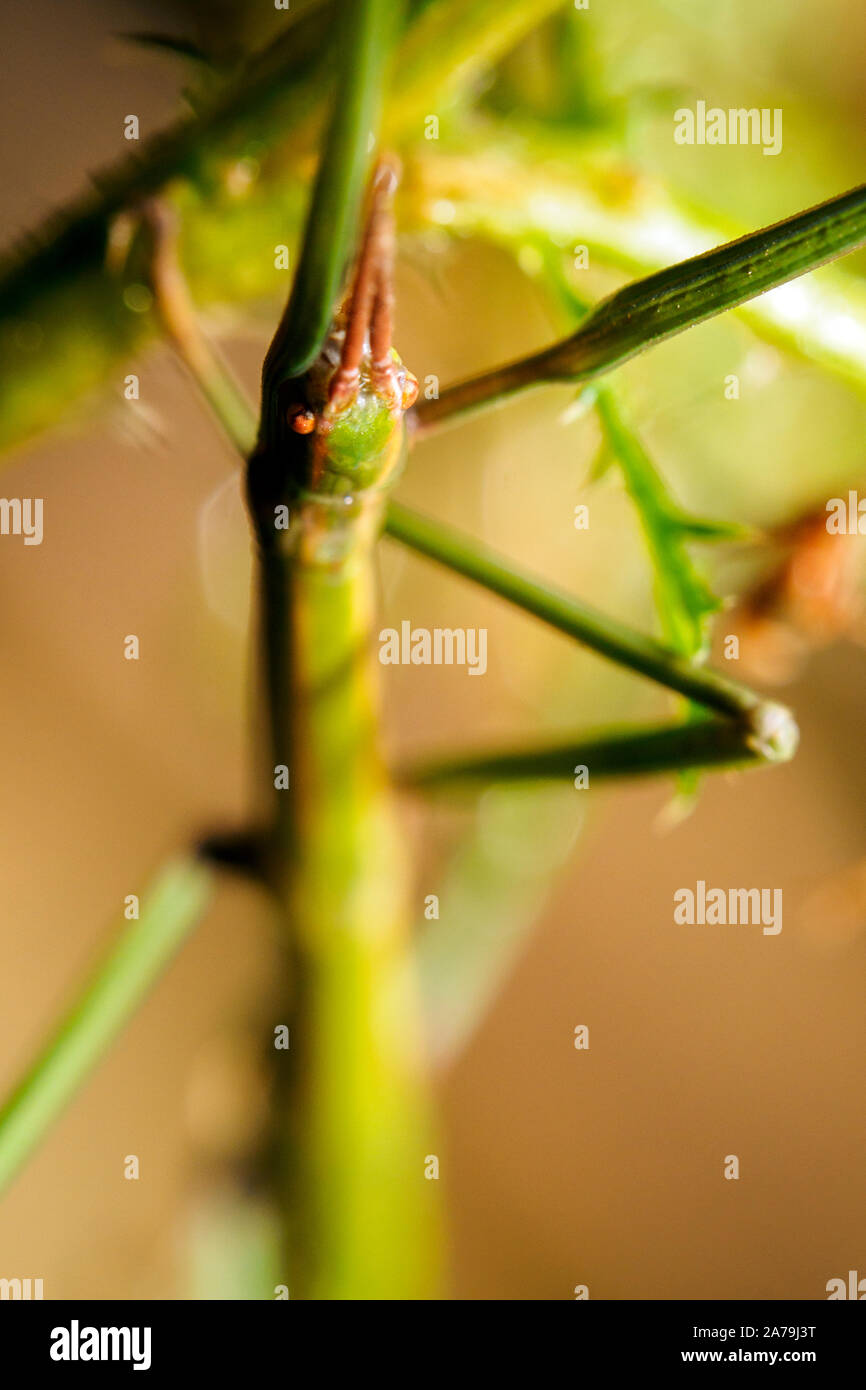Bacillus subtilis or trichoderma hi-res stock photography and images ...