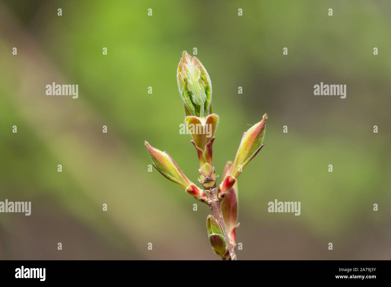 Maple Leaves Sprouting in Springtime Stock Photo - Alamy