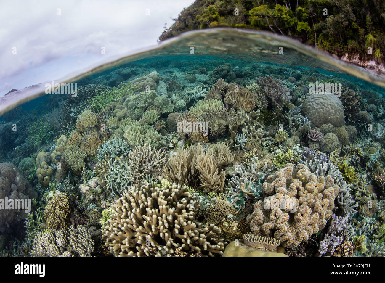 Healthy coral reefs thrive amid the beautiful, tropical seascape in ...