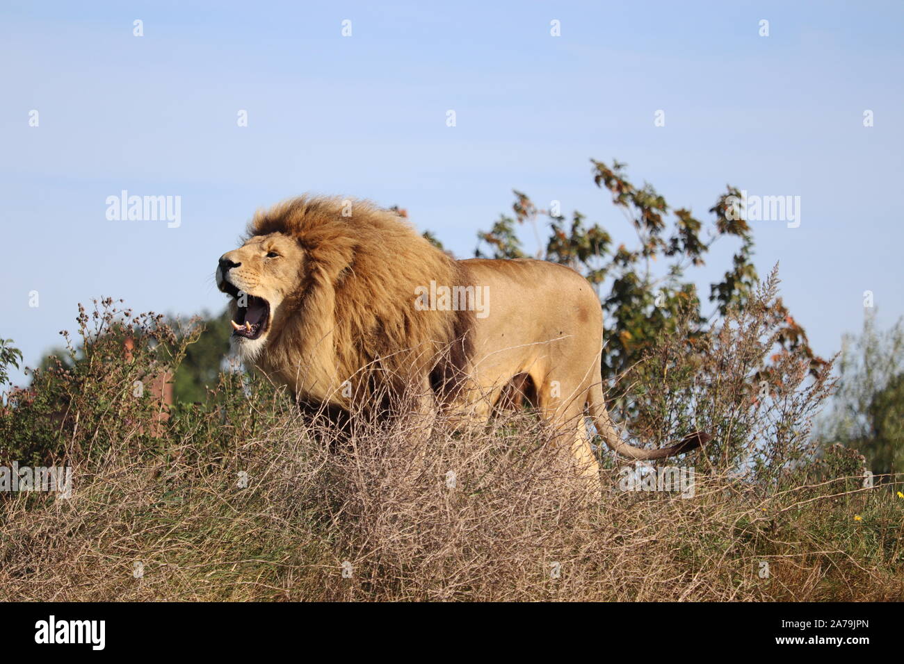 Male Lion Simba roaring (Panthera leo Stock Photo - Alamy