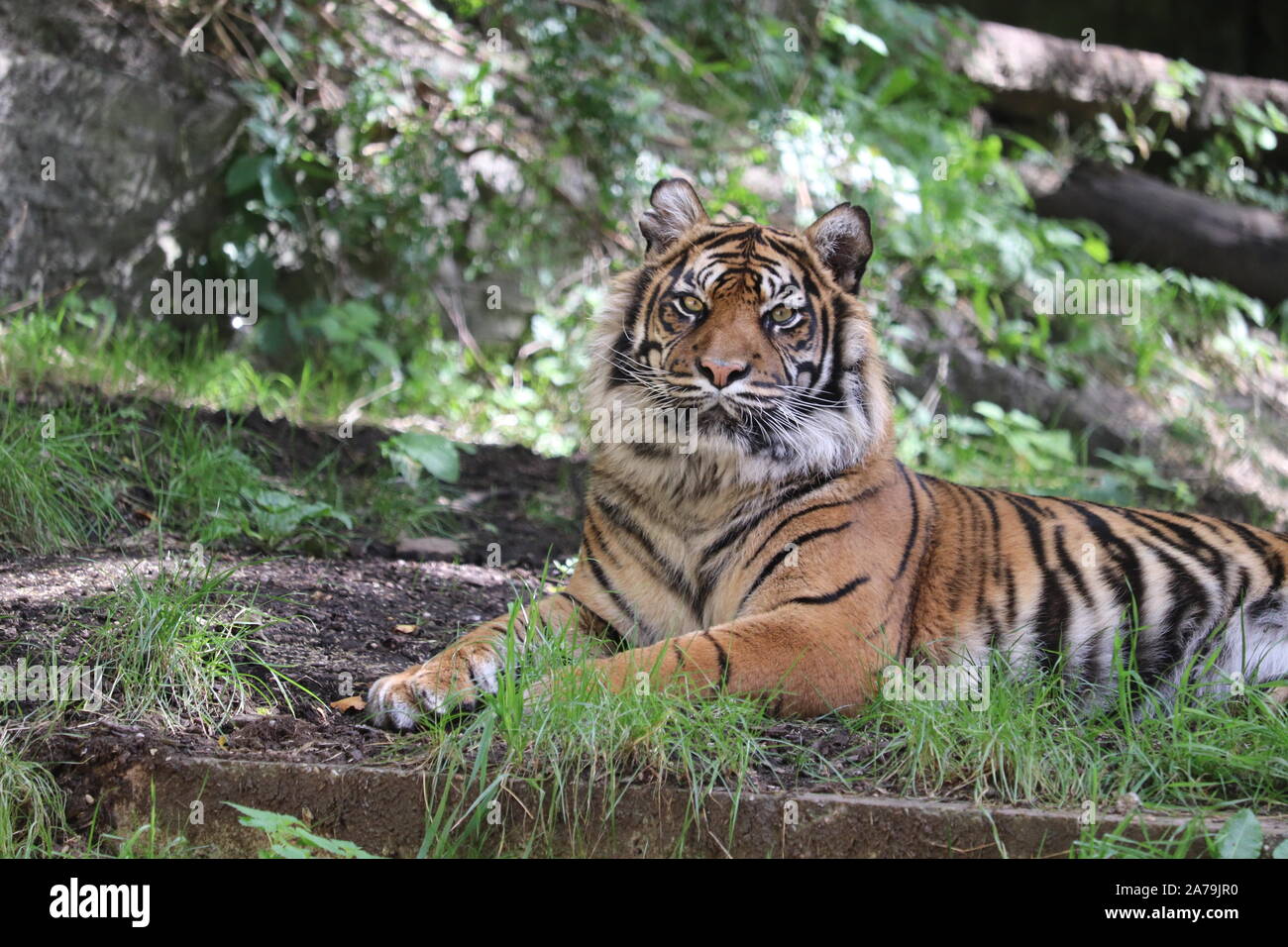 Female tiger hi-res stock photography and images - Alamy