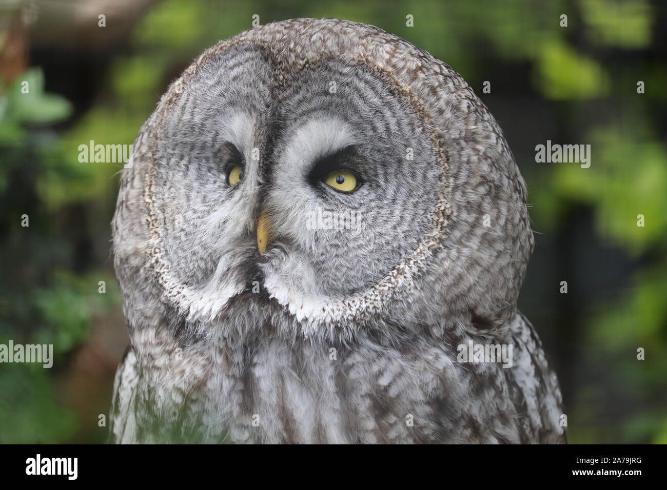 Portrait of Great Grey Owl or Lapland Owl (Strix nebulosa), face ...