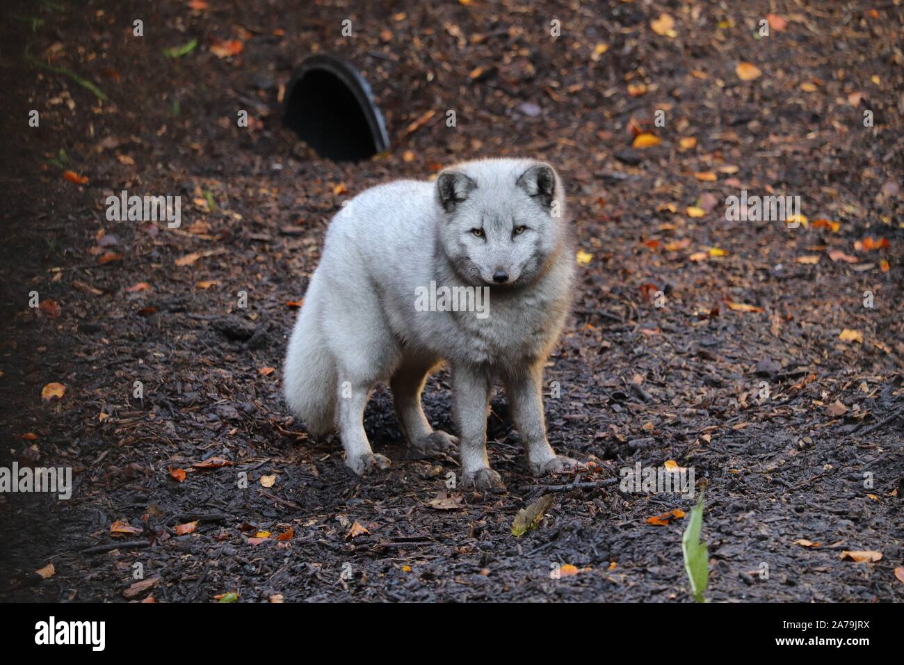 Male Arctic Fox (Vulpes lagopus Stock Photo - Alamy