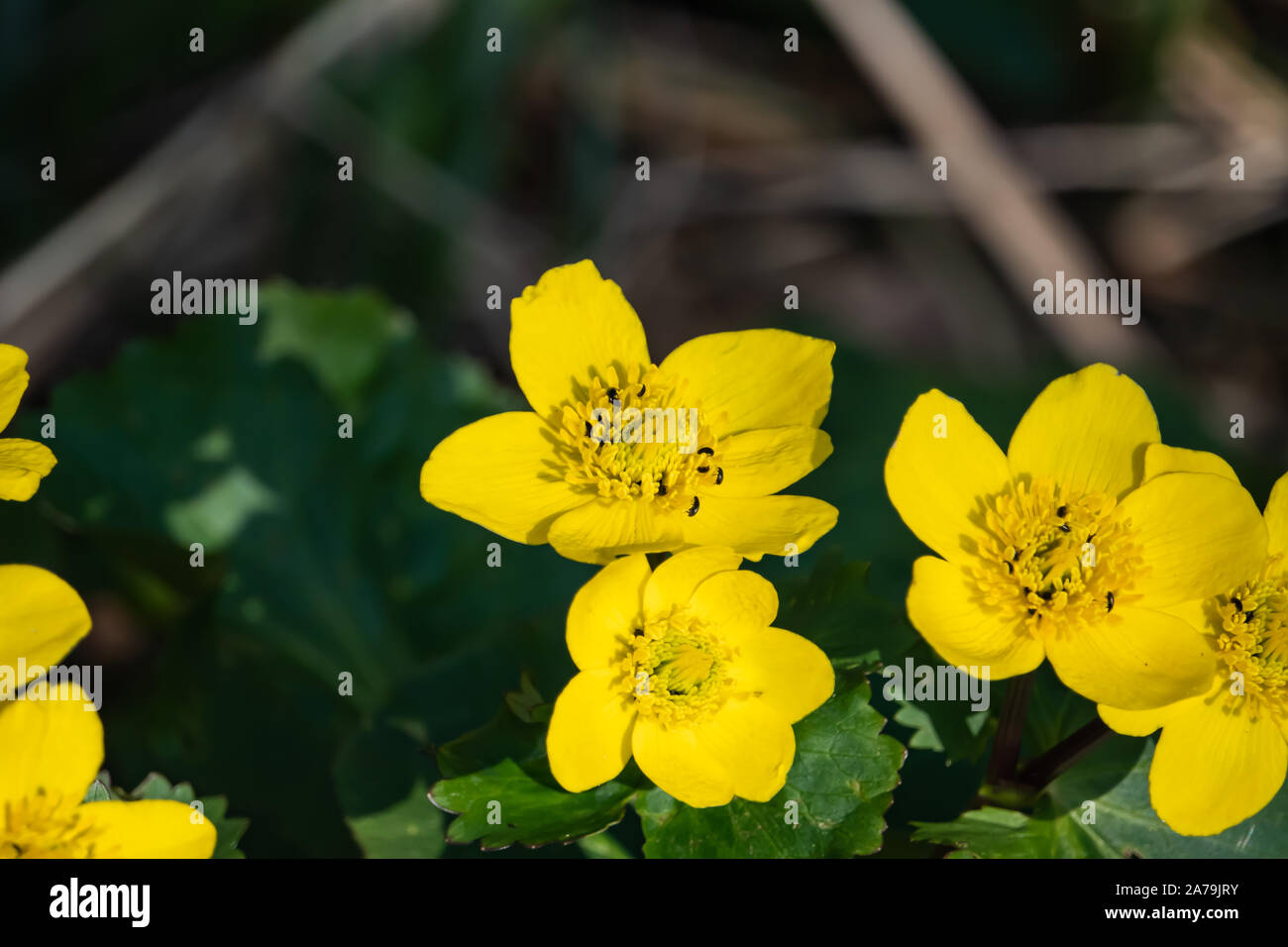 Marsh marigold in flower hi-res stock photography and images - Alamy