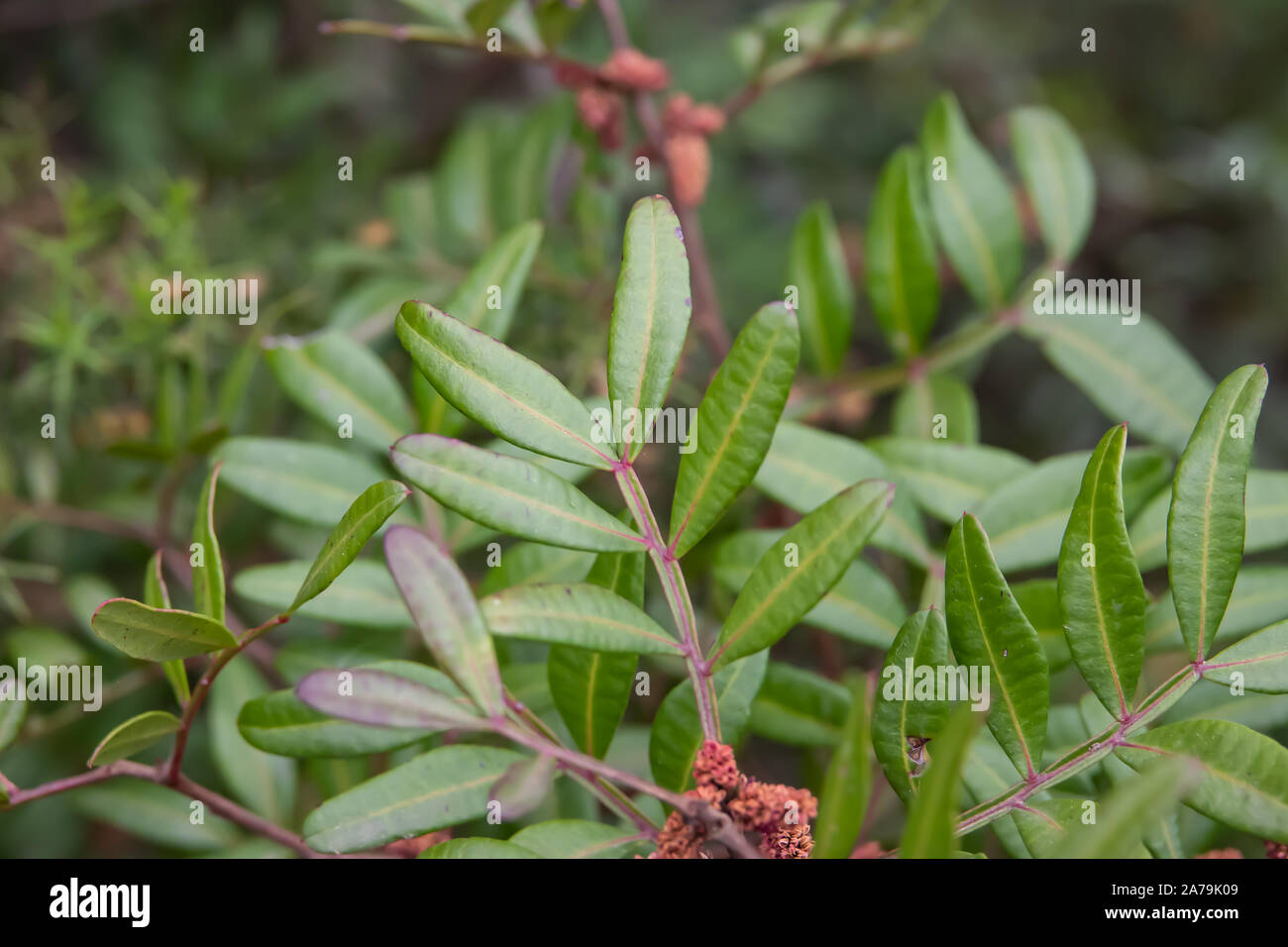 Mastic Tree Leaves in Springtime Stock Photo - Alamy