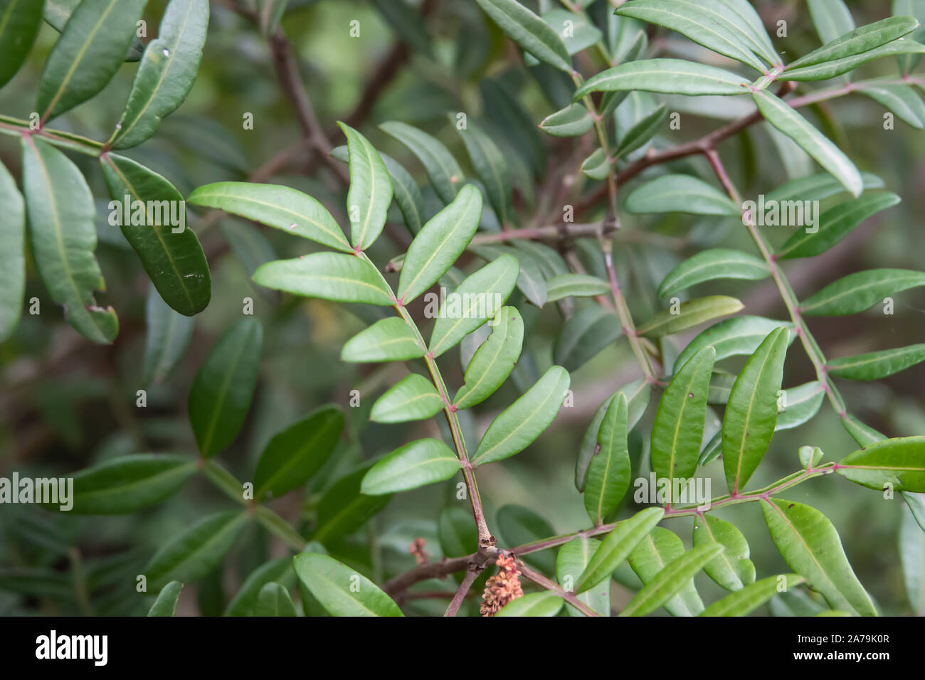 Mastic Tree Leaves in Springtime Stock Photo - Alamy