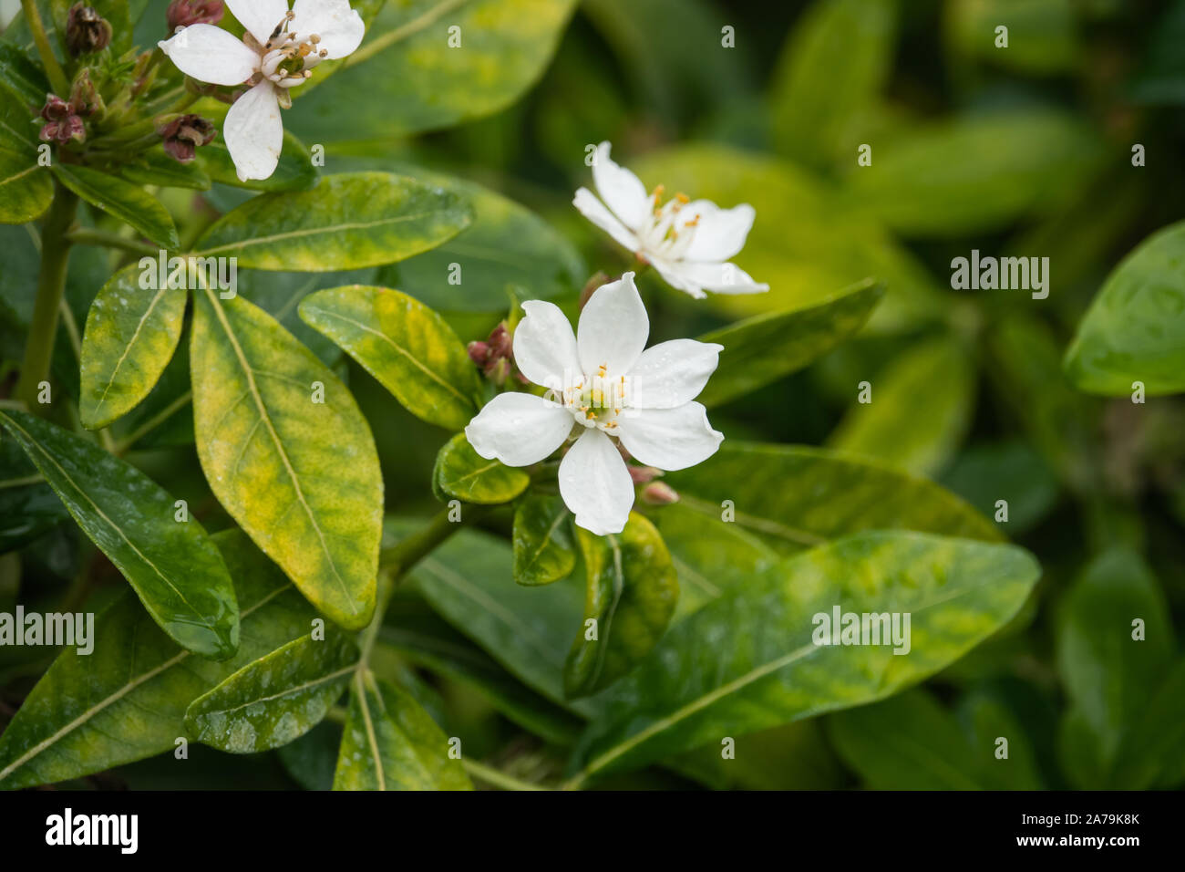 Mexican Orange Flowers in Bloom Stock Photo - Alamy