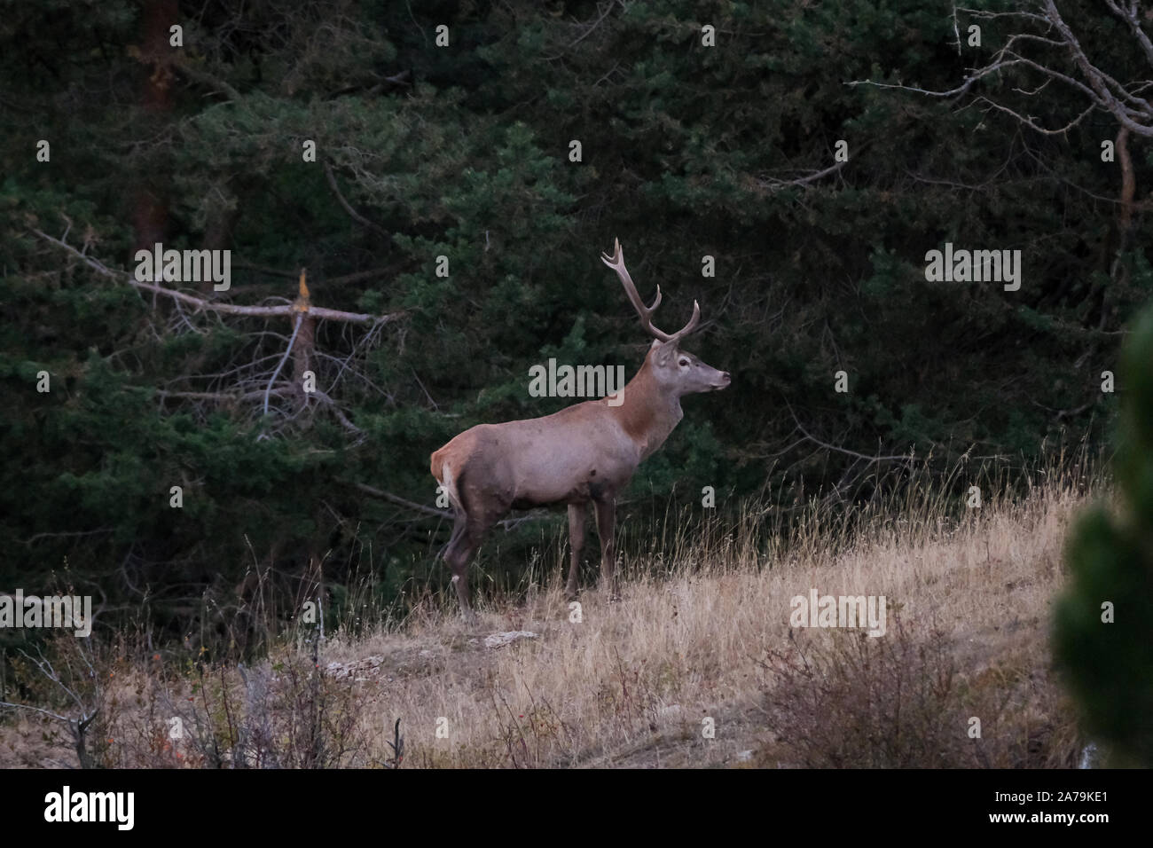 Red deer cervus elaphus in the alps hi-res stock photography and images ...