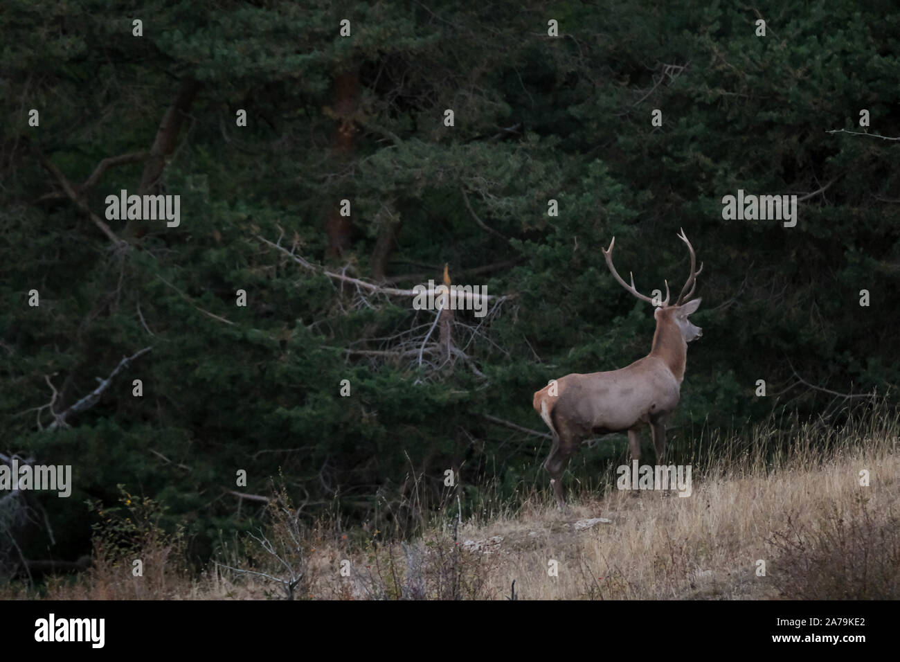 Italian native hi-res stock photography and images - Alamy