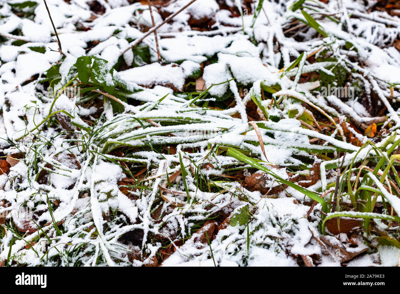 the first snow covers lawn with green grass and fallen leaves on cold ...