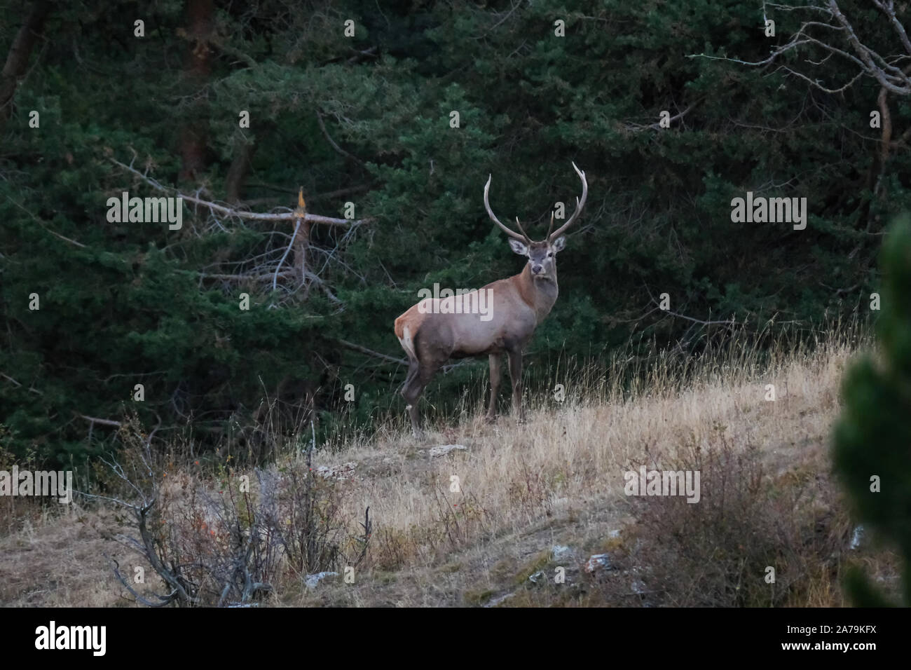 Italian native red deer (Cervus elaphus) in piedmont alps, Italy Stock ...