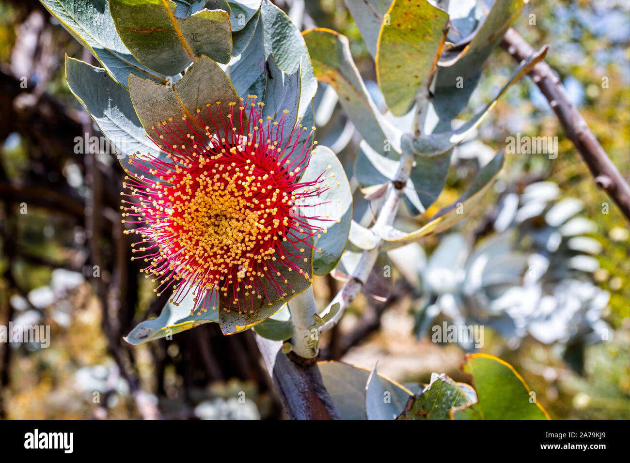Eucalyptus silver princess hi-res stock photography and images - Alamy
