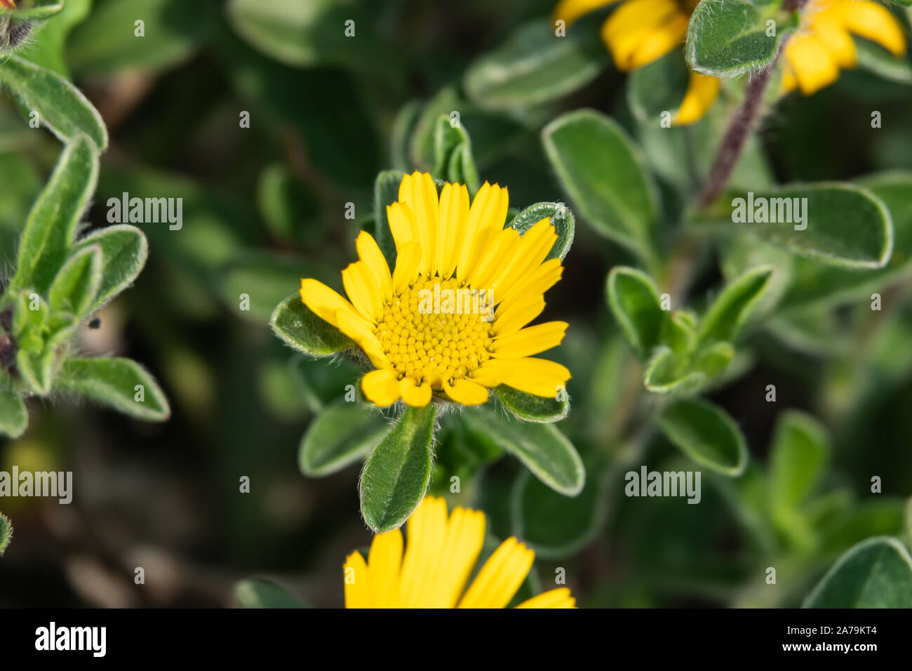 Mediterannean Beach Daisy Flowers in Bloom in Springtime Stock Photo ...