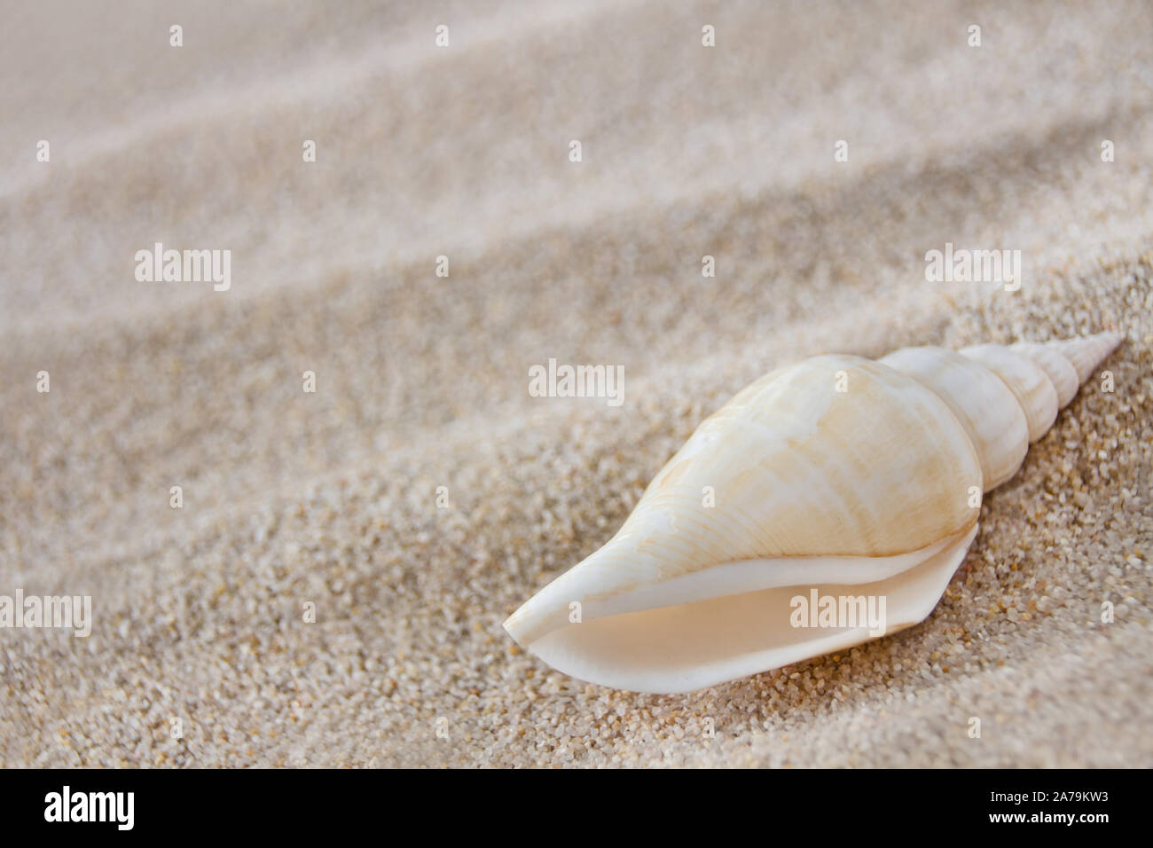 Sea shell on the beach Stock Photo - Alamy