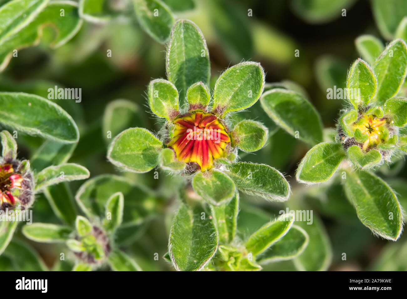 Mediterranean beach daisy asteriscus hi-res stock photography and ...