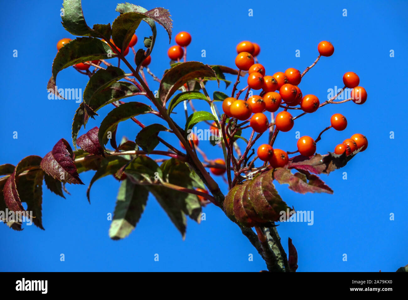 Mountain Ash Sorbus commixta "Embley Stock Photo - Alamy