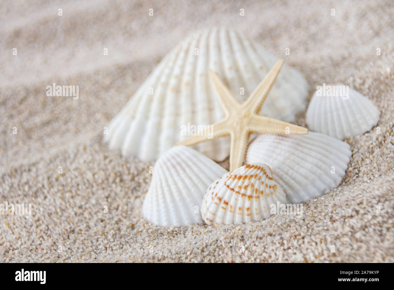 Sea shells and sand Stock Photo - Alamy
