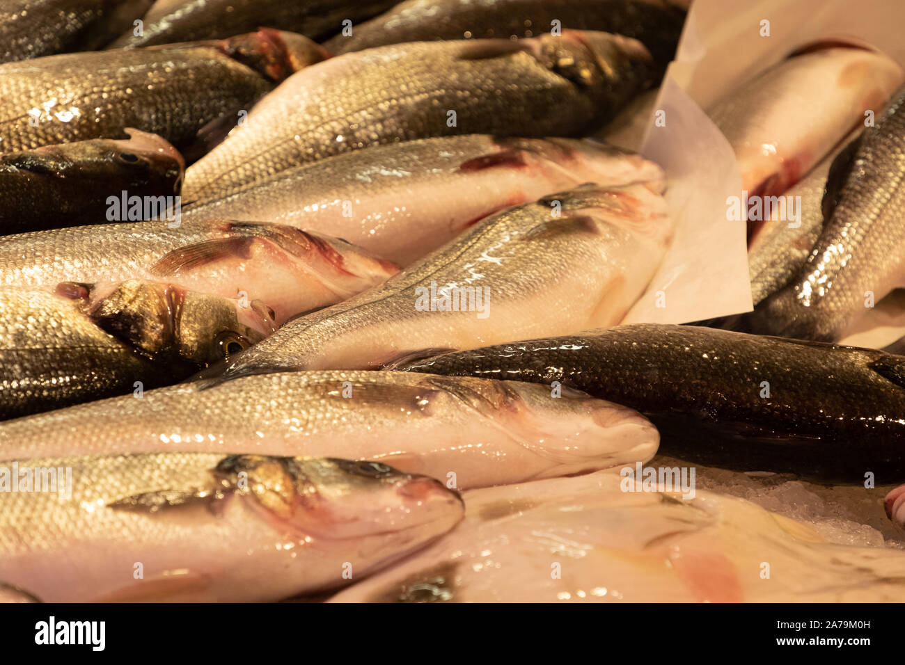 Fish looking like Sea bass, filling the frame all facing the same way ...