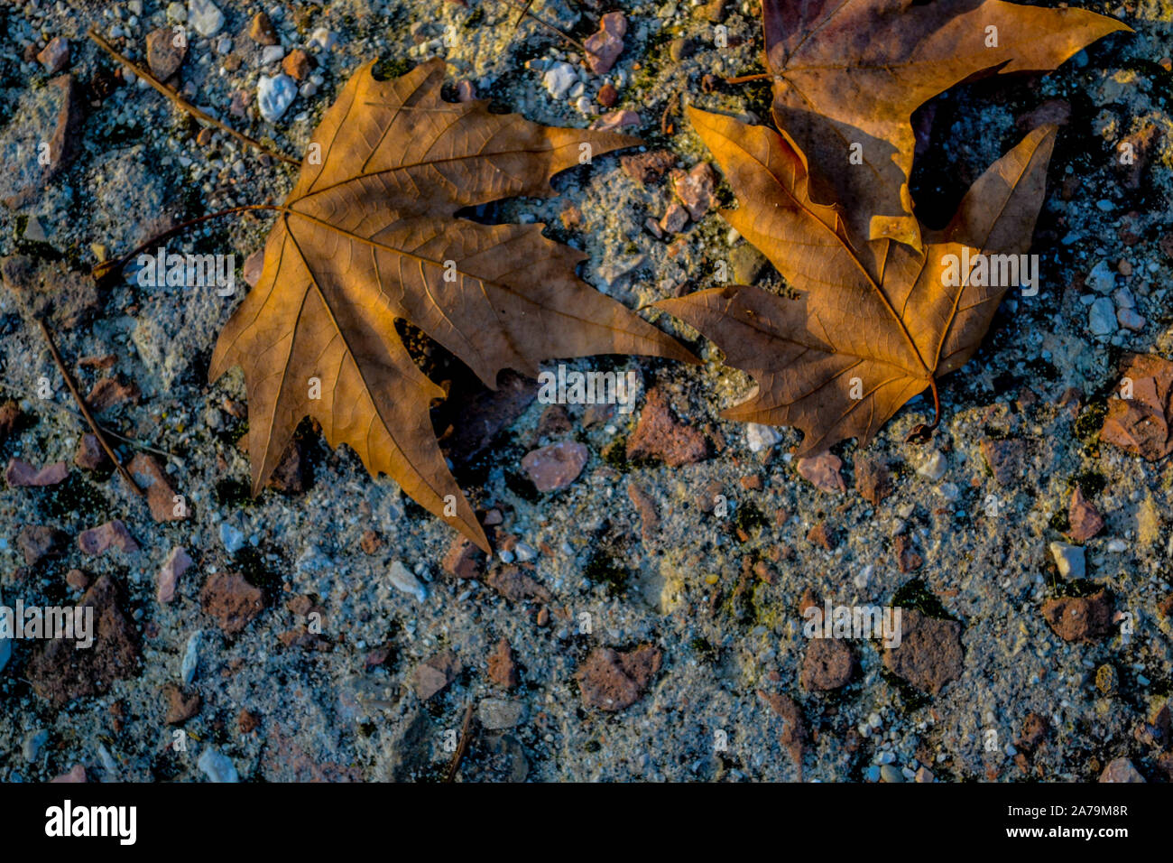 Leaves falling during Autumn in Japan Stock Photo - Alamy