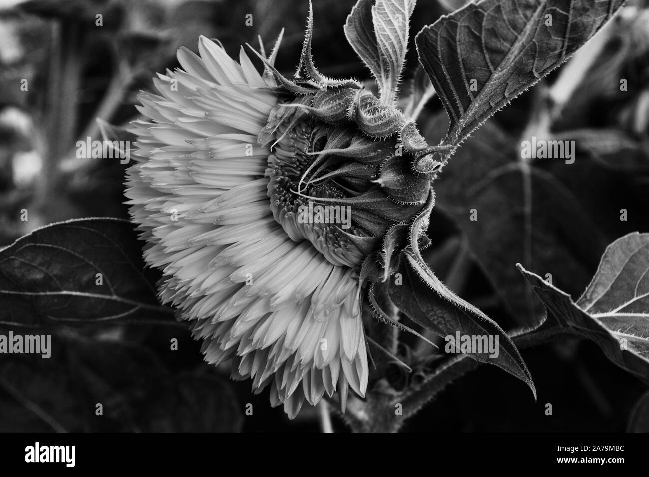 Half food Black and White Stock Photos & Images - Alamy