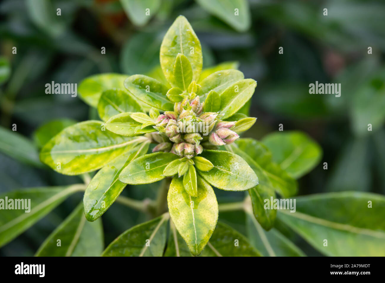 Mexican Orange Flower Buds in Autumn Stock Photo - Alamy