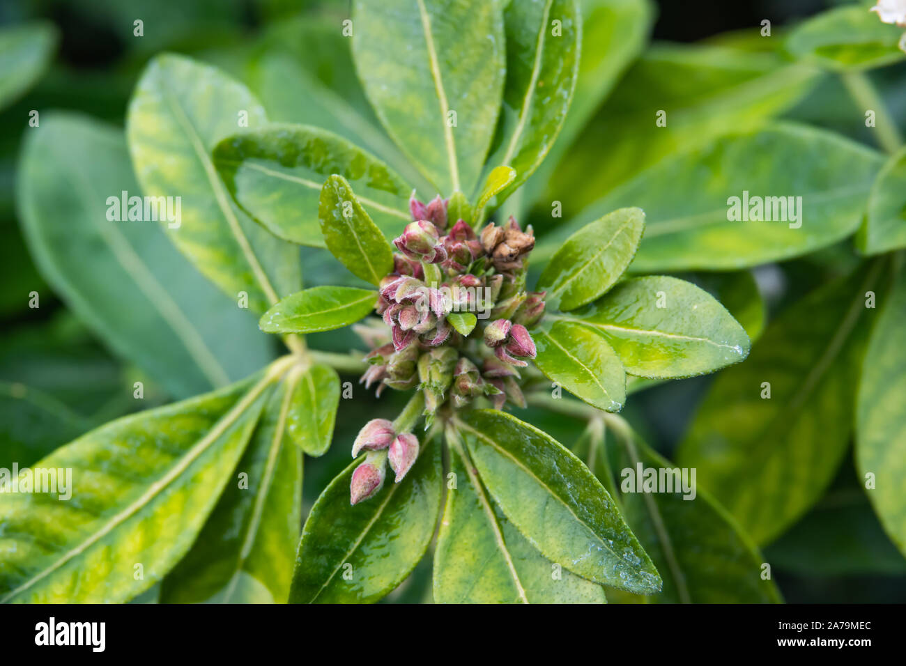 Mexican Orange Flower Buds in Autumn Stock Photo - Alamy