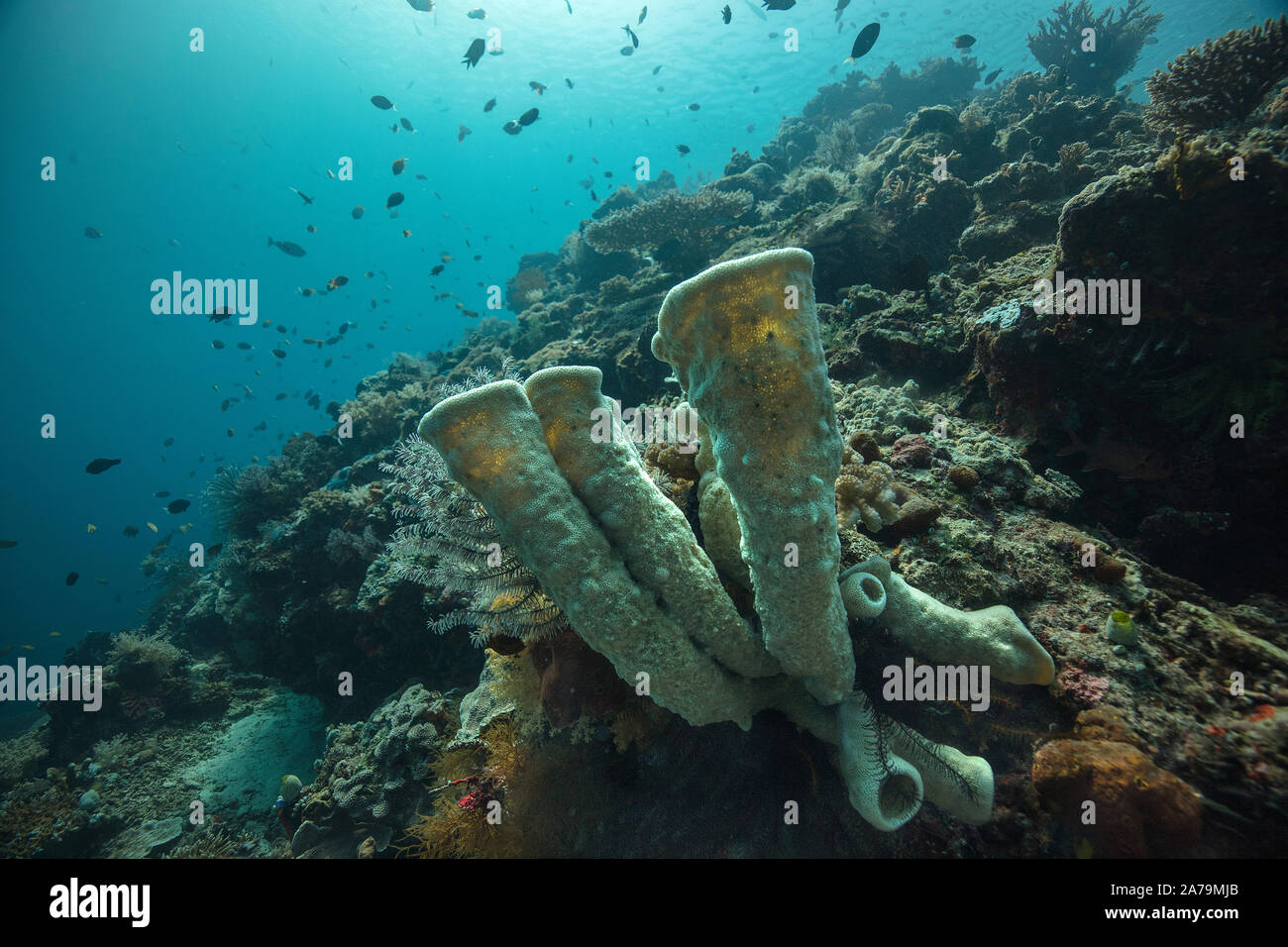 Amazing underwater world of Maratua Island in East Kalimantan, the ...