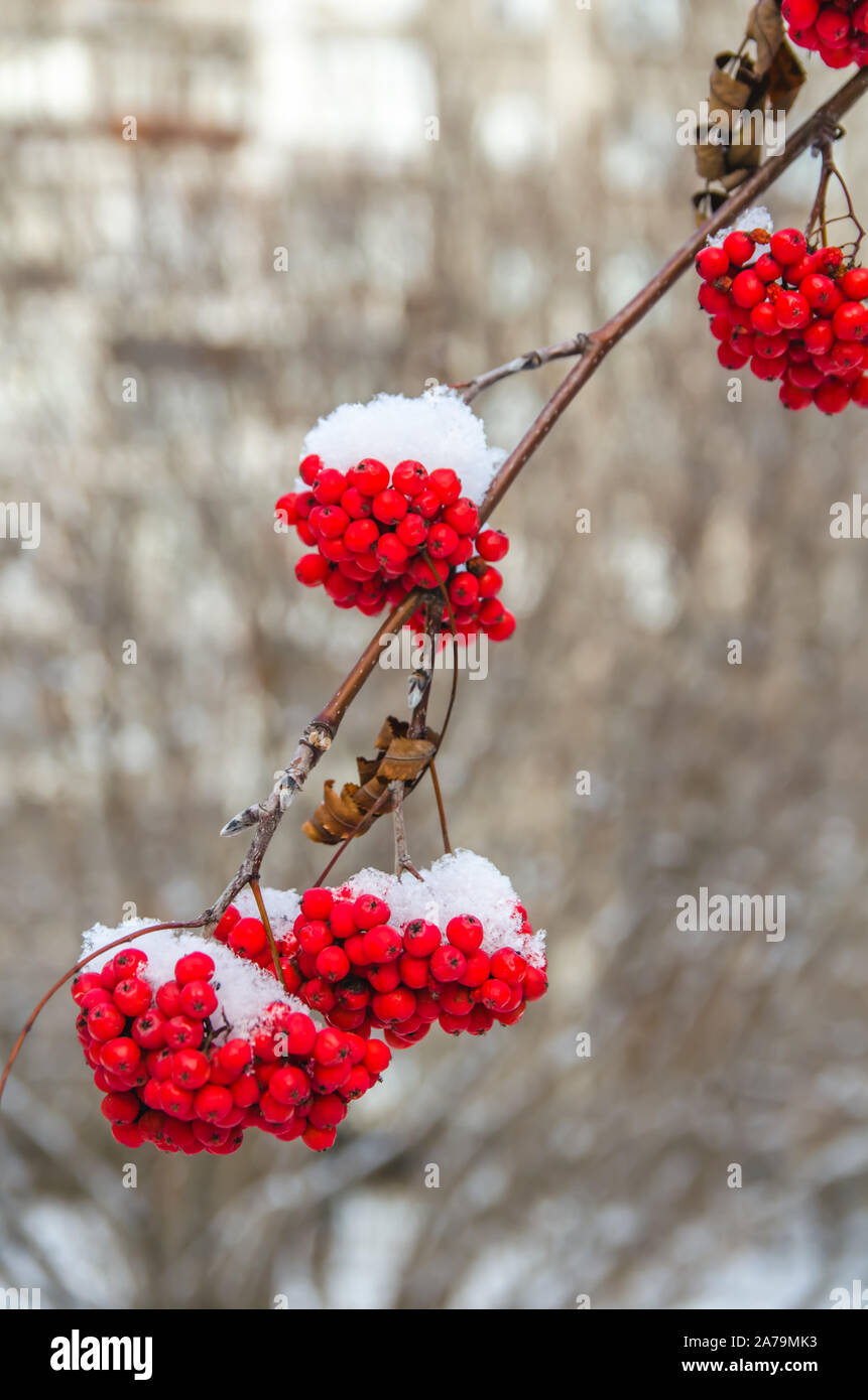 Bunches of mountain ash hi-res stock photography and images - Alamy