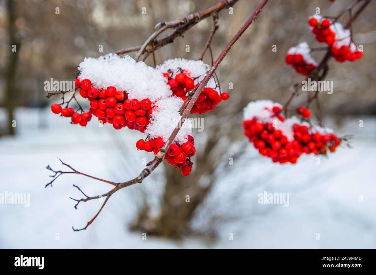 Bunches of mountain ash hi-res stock photography and images - Alamy