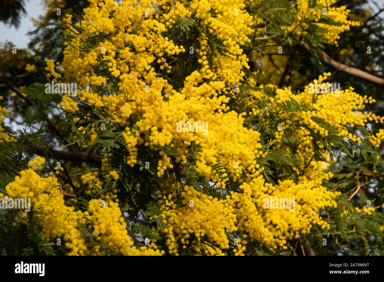 Mimosa Flowers in Bloom in Winter Stock Photo - Alamy