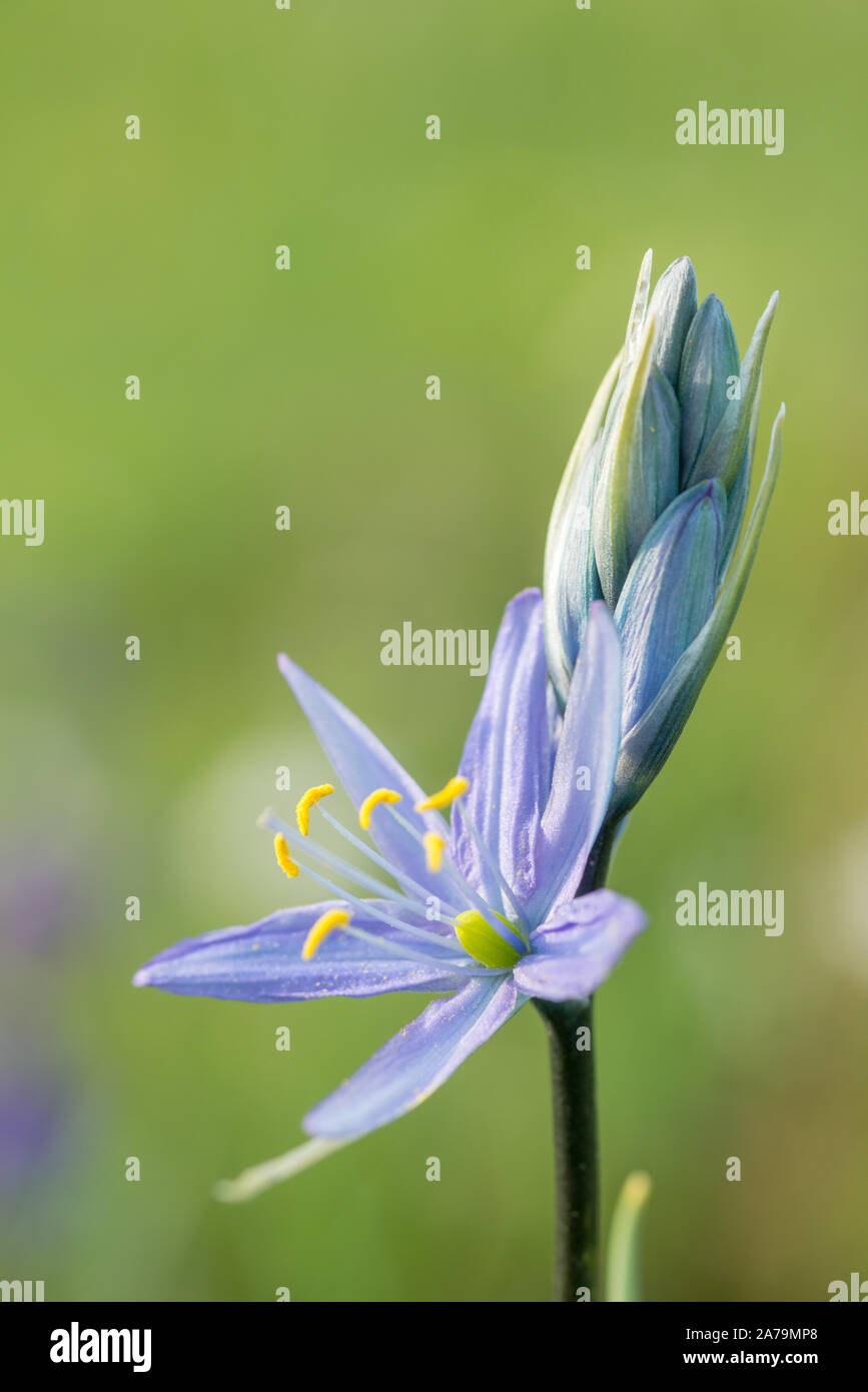 Camas Plant High Resolution Stock Photography and Images - Alamy