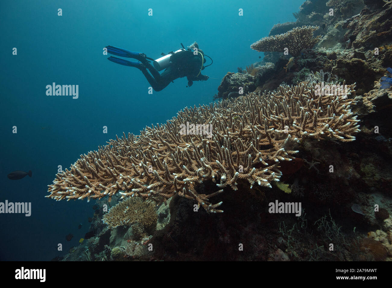 Amazing underwater world of Maratua Island in East Kalimantan, the ...