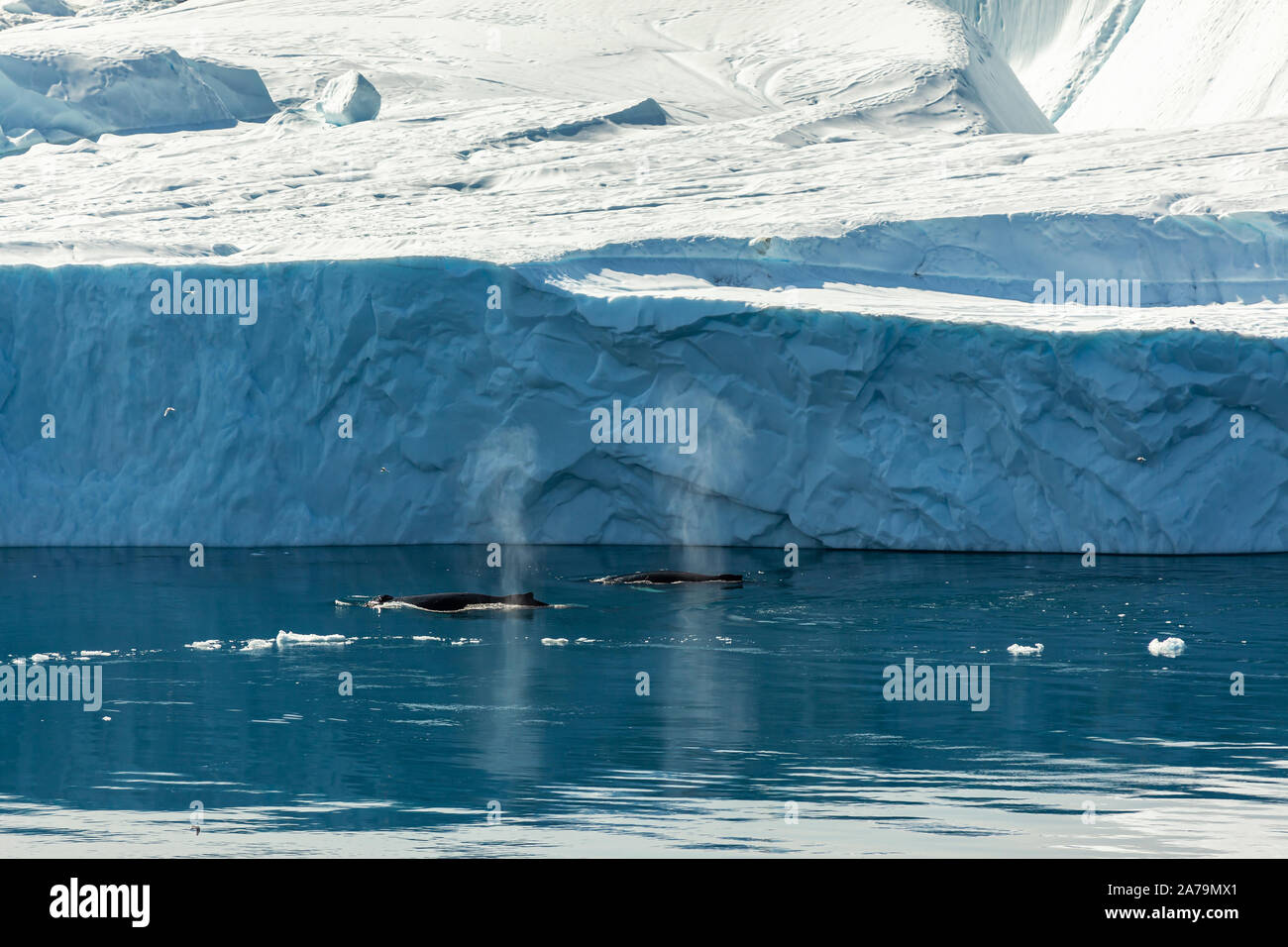 Whales greenland hi-res stock photography and images - Alamy