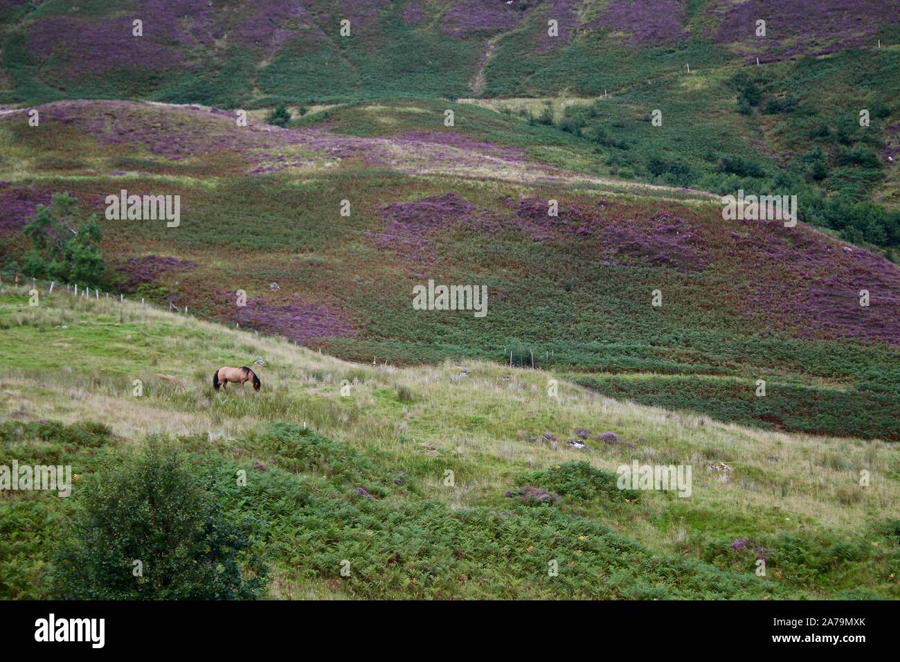 Scottish horse hi-res stock photography and images - Alamy