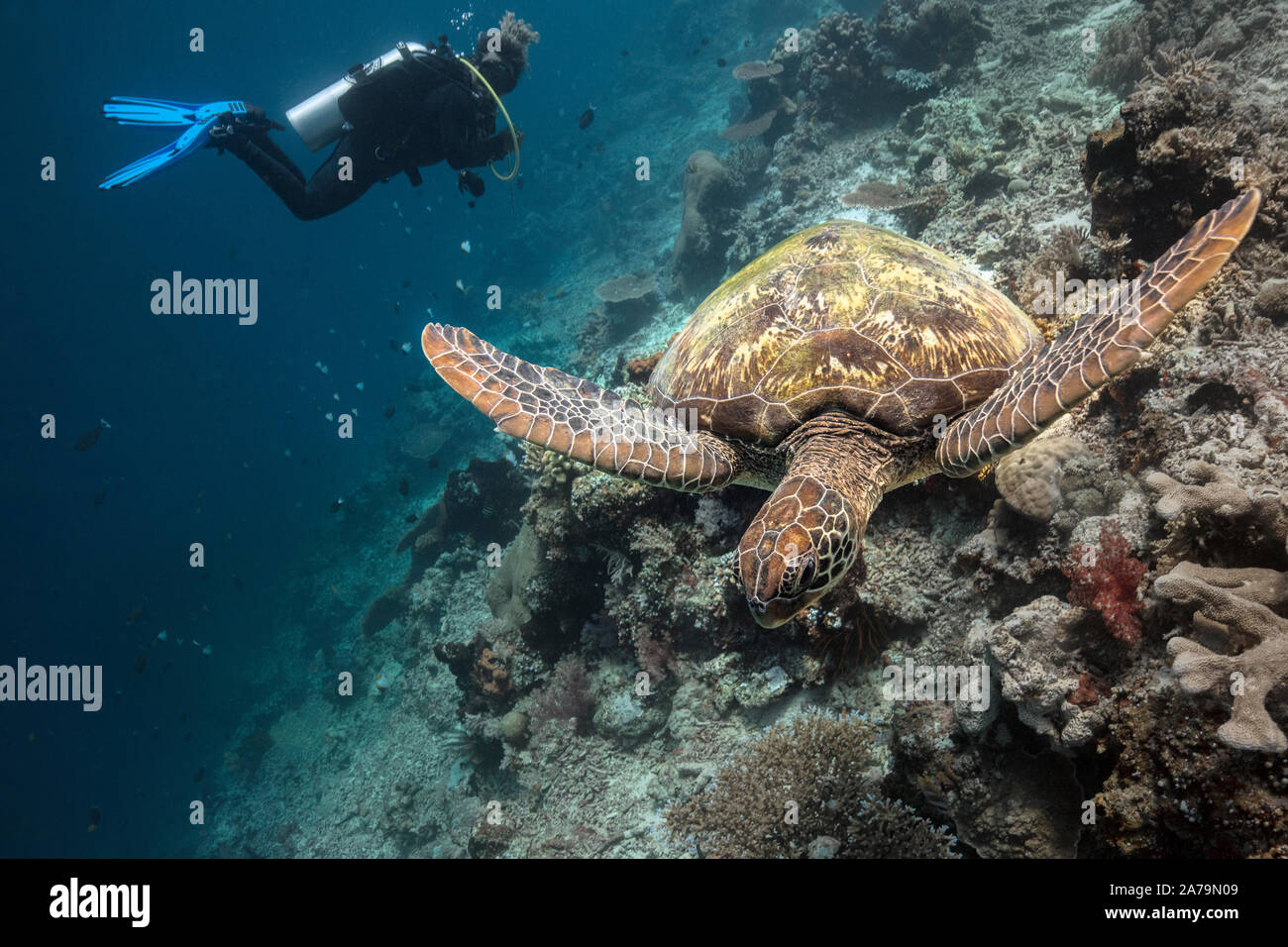Amazing underwater world of Maratua Island in East Kalimantan, the ...