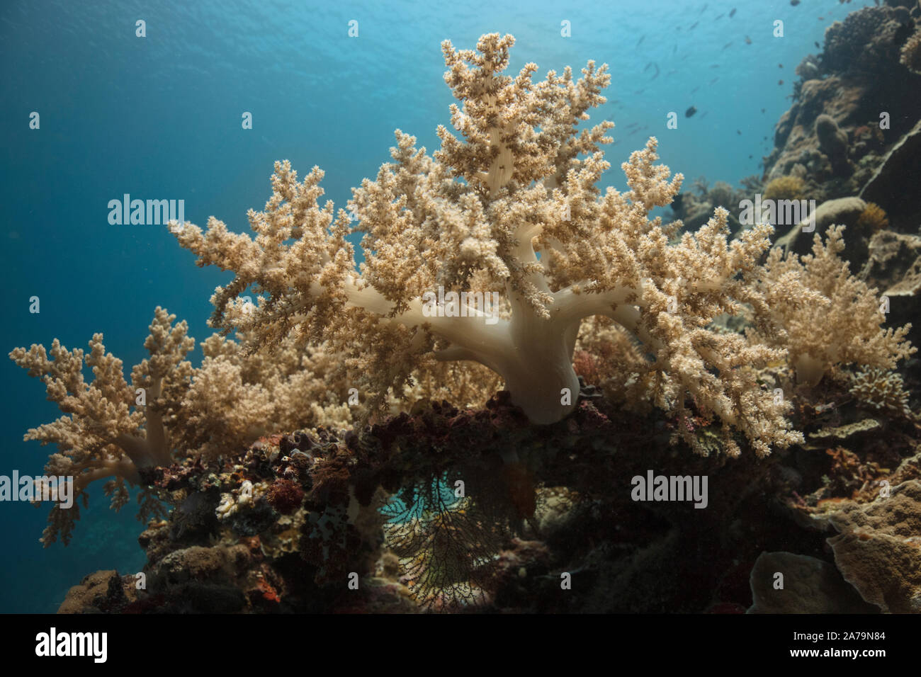 Beautiful soft coral. Amazing underwater world of Kakaban Island in the ...