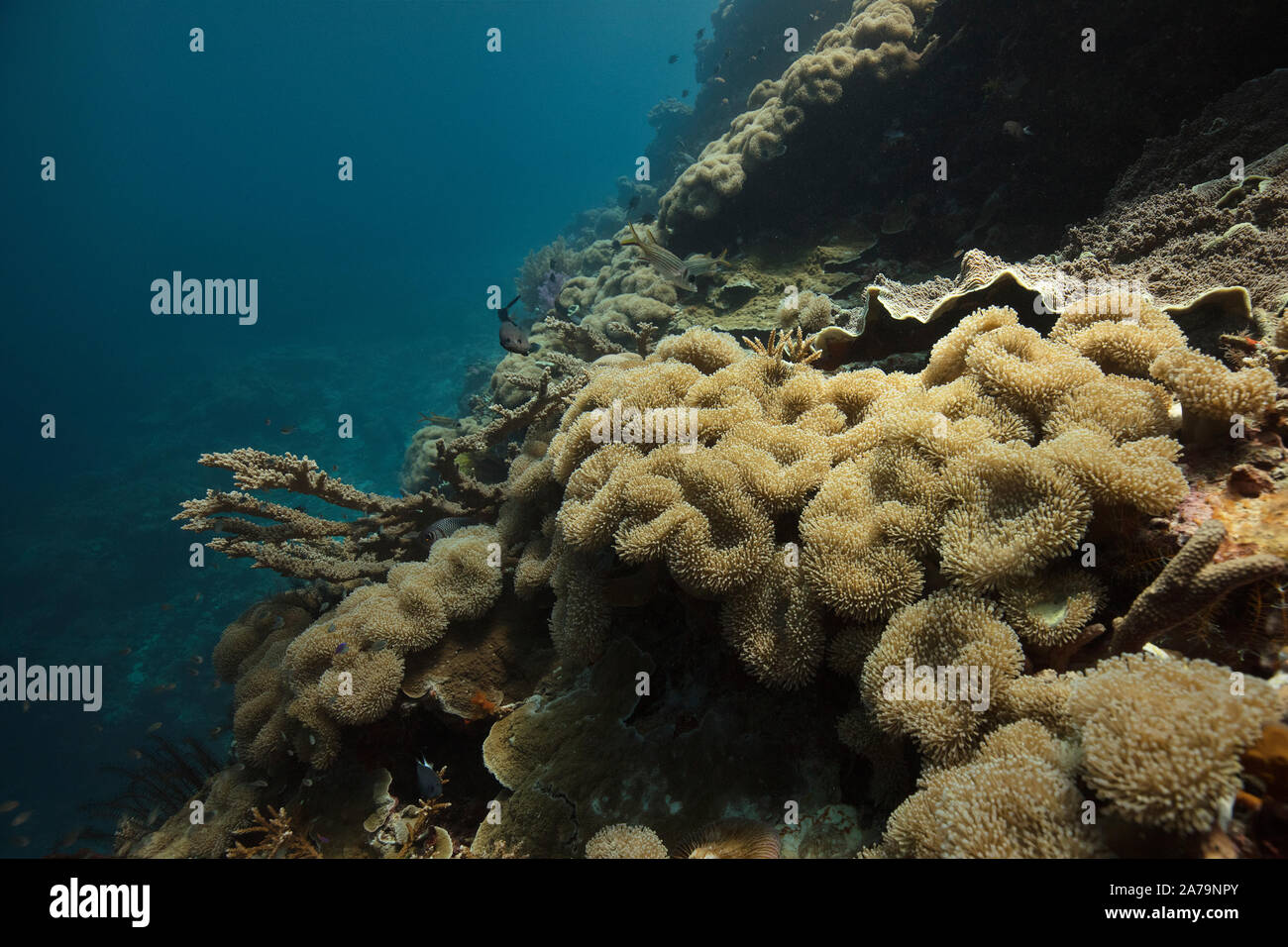 Amazing underwater world of Maratua Island in East Kalimantan, the ...