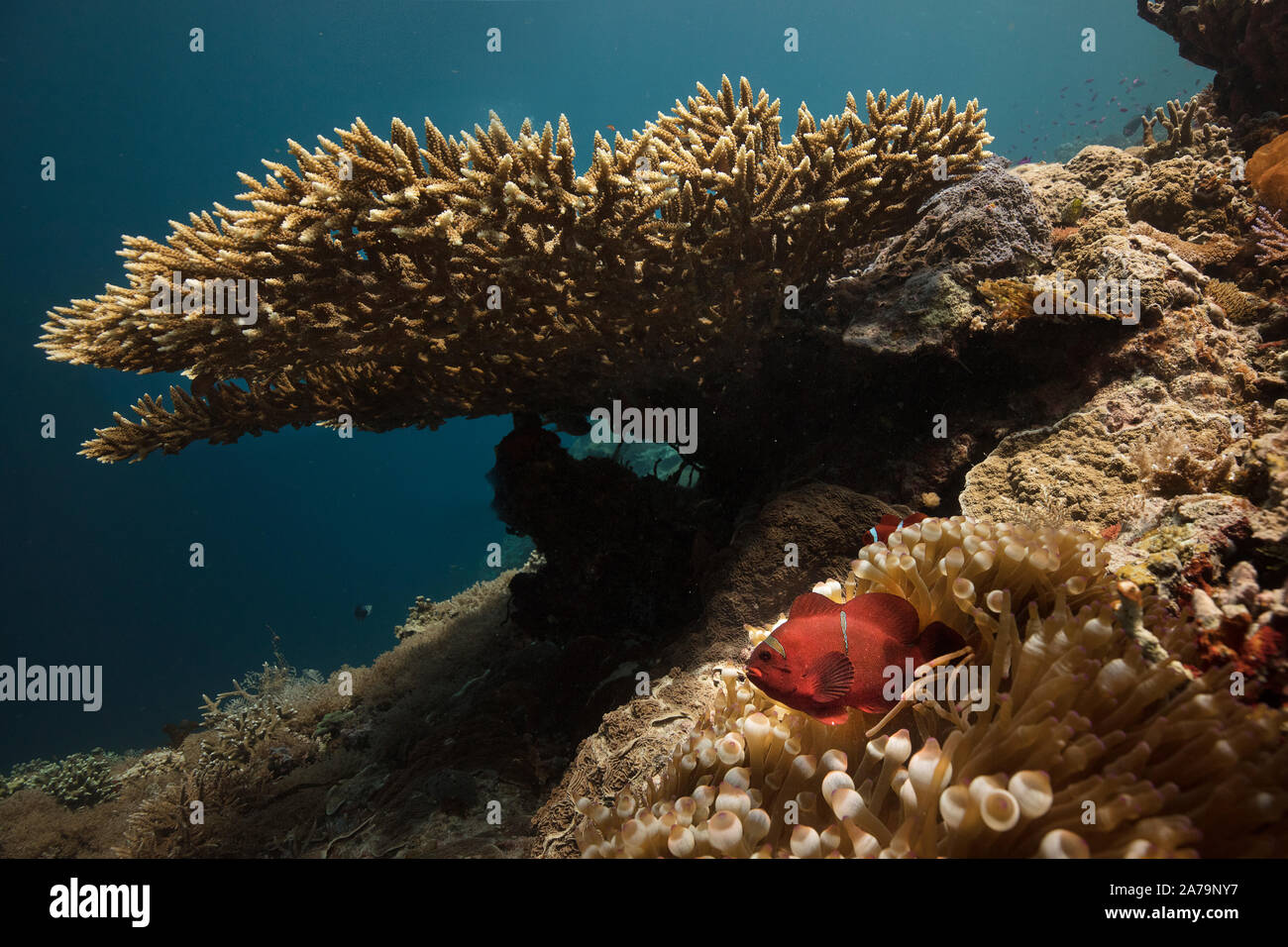 Amazing underwater world of Maratua Island in East Kalimantan, the ...