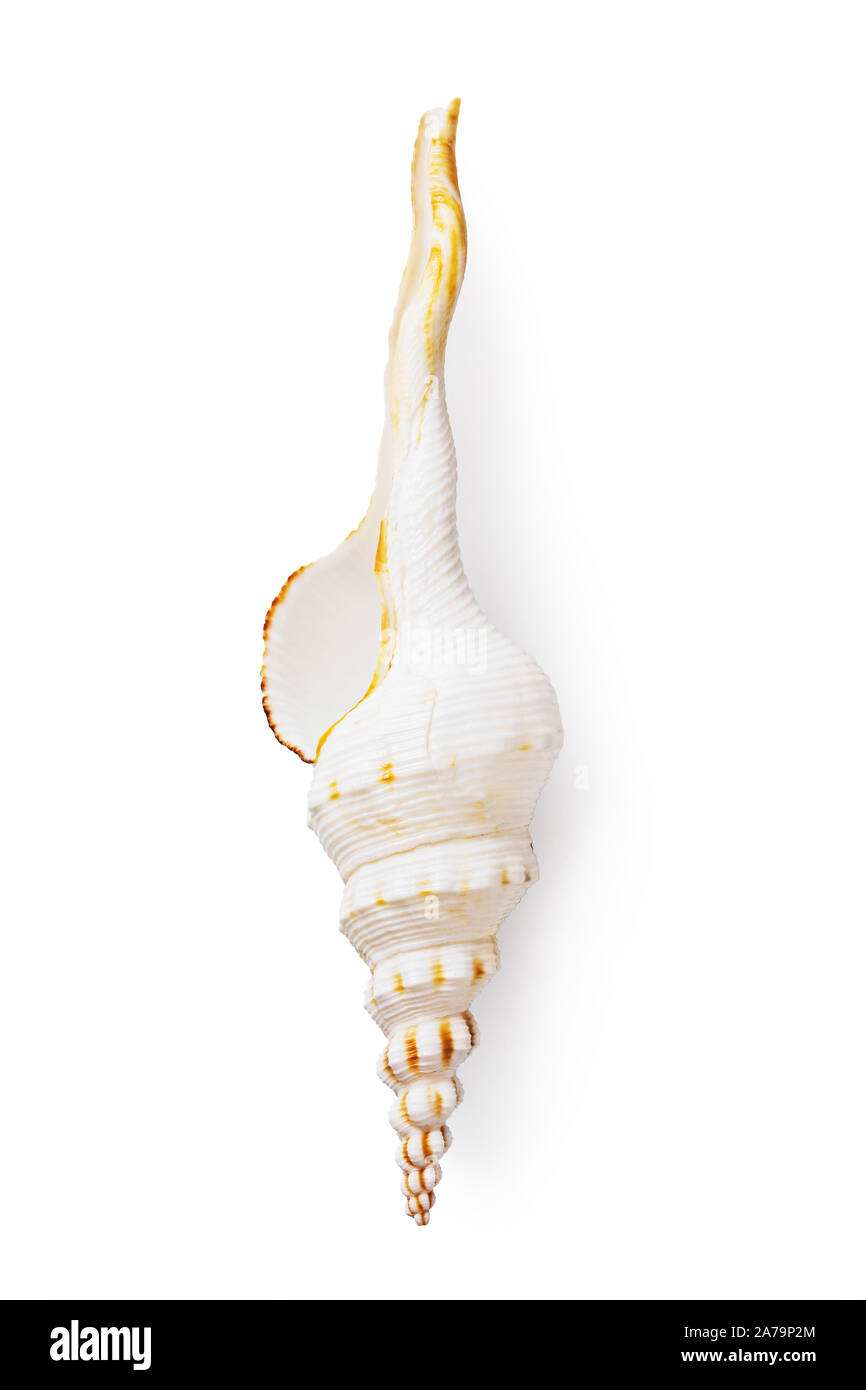 Seashell isolated on a white background, top view. Fusinus colus light ...