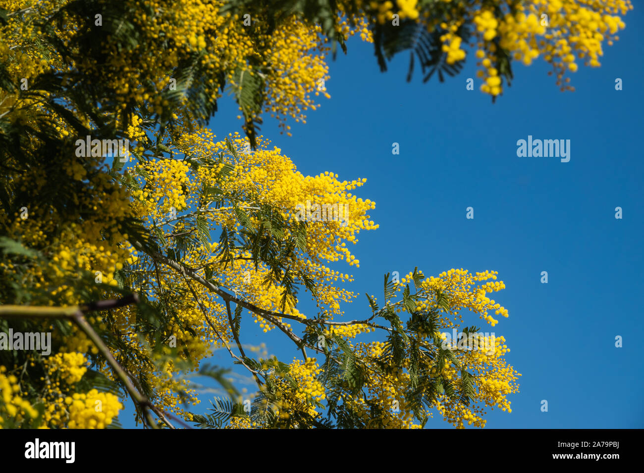 Acacia dealbata detail hi-res stock photography and images - Alamy