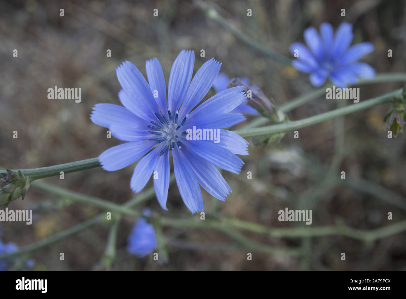 Chicorium intybus hi-res stock photography and images - Alamy