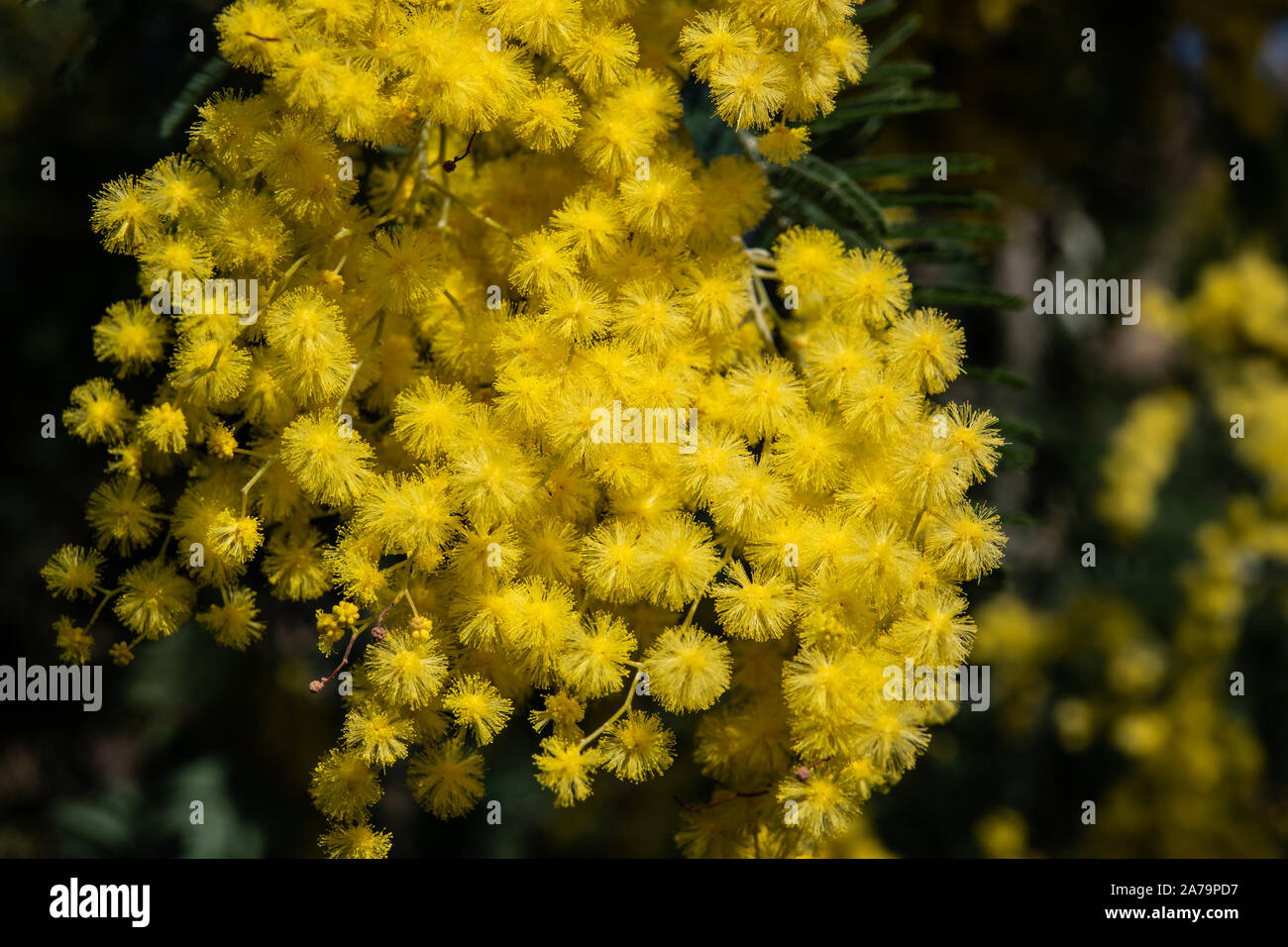 Mimosa Tree Blossom High Resolution Stock Photography and Images - Alamy