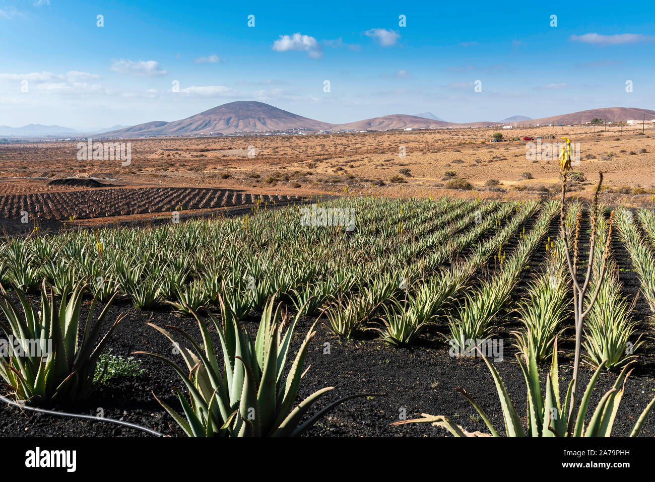 Aloe Vera growing on the Island of Fuerteventura in the canary islands ...