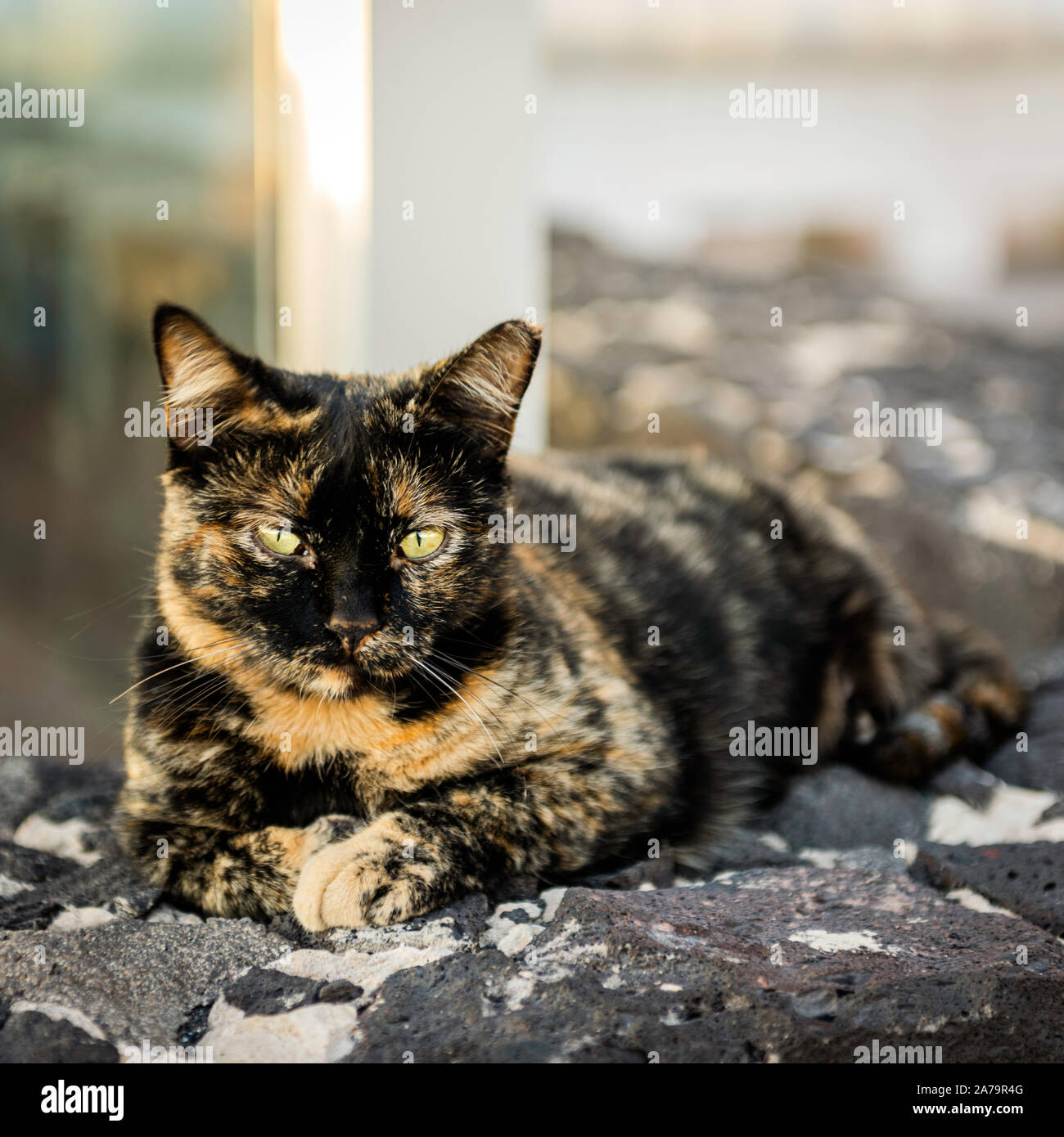One of the many wild cats on the spanish island of Fuerteventura Stock ...
