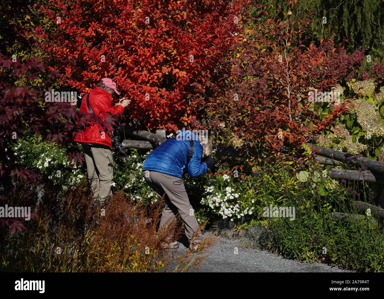 Boothbay, ME / USA - October 19, 2019: Photographers taking closeup ...